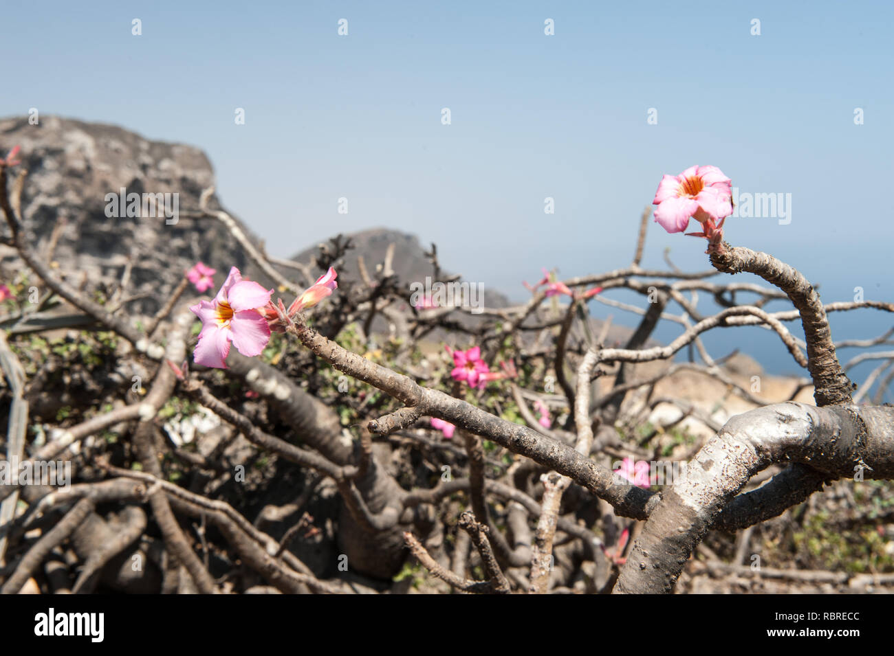 Oman desert flowers hi-res stock photography and images - Alamy