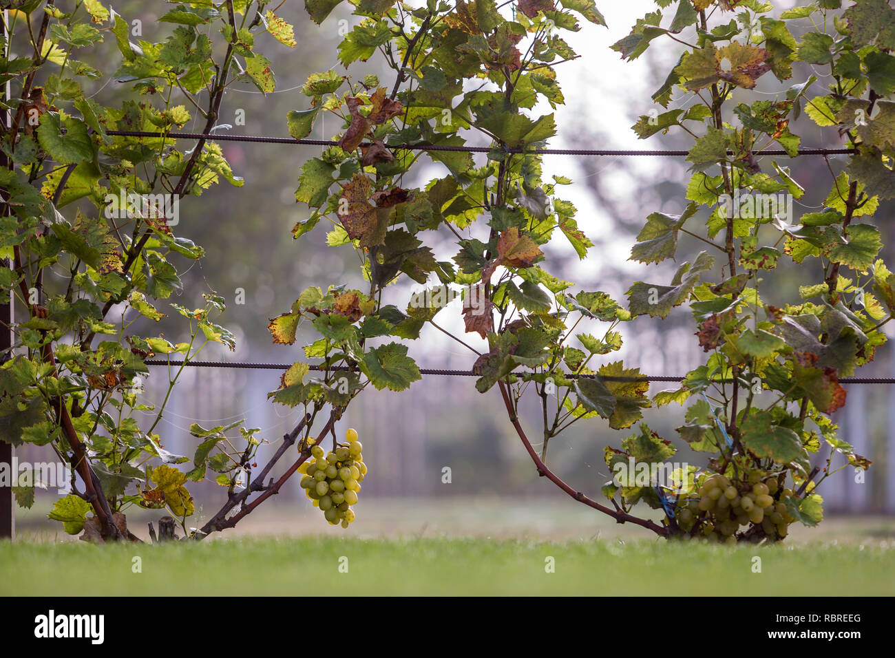 Tied up grapevine hi-res stock photography and images - Alamy