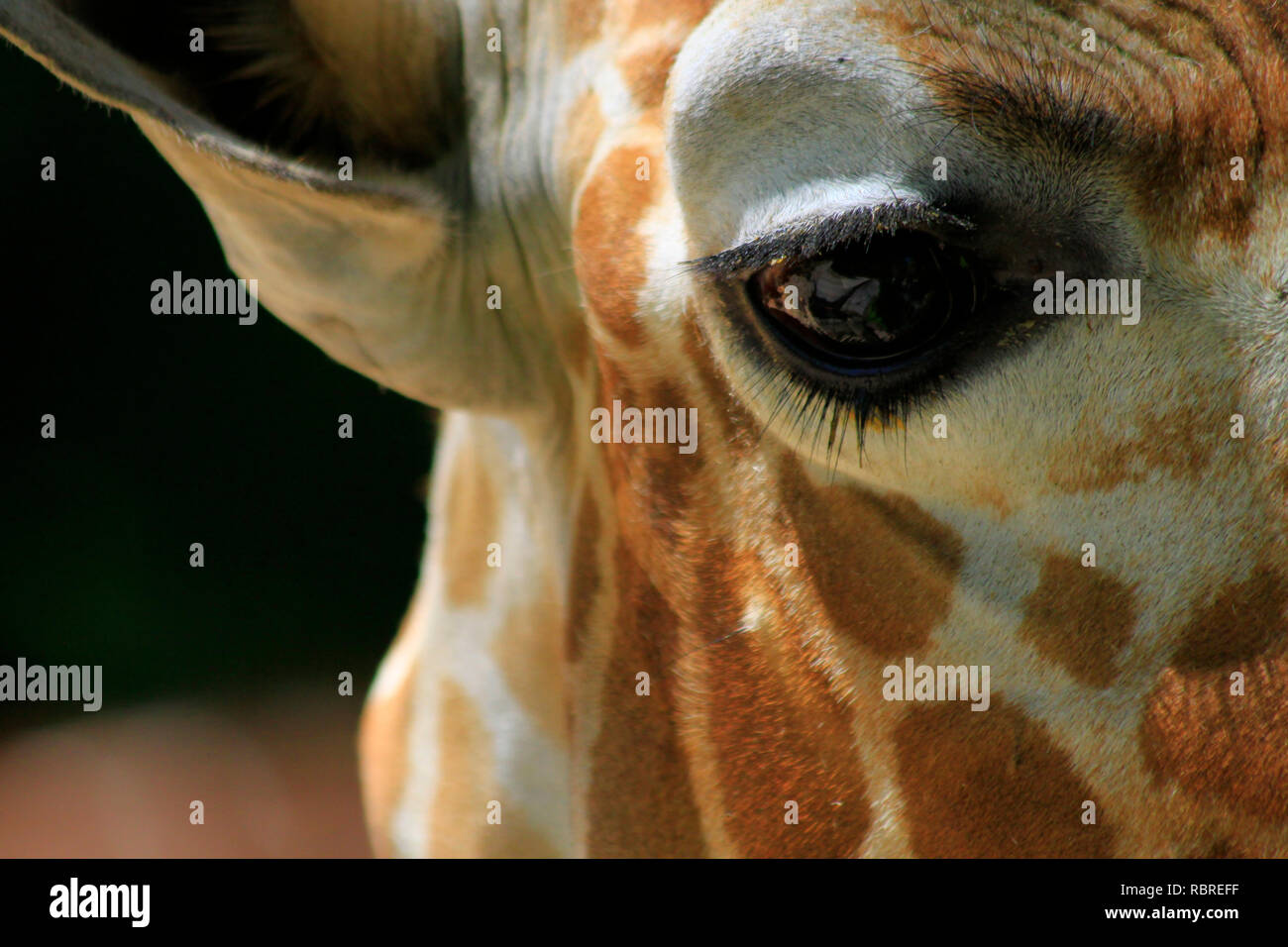 Extreme close up of giraffe eye Stock Photo - Alamy