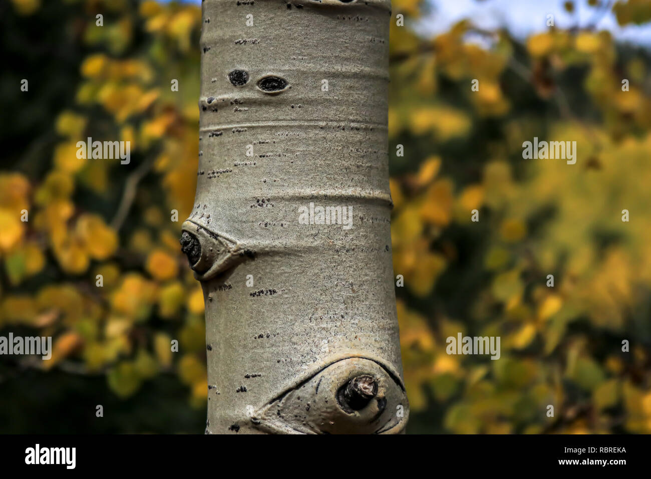 Aspen Tree Trunk High Resolution Stock Photography and Images - Alamy