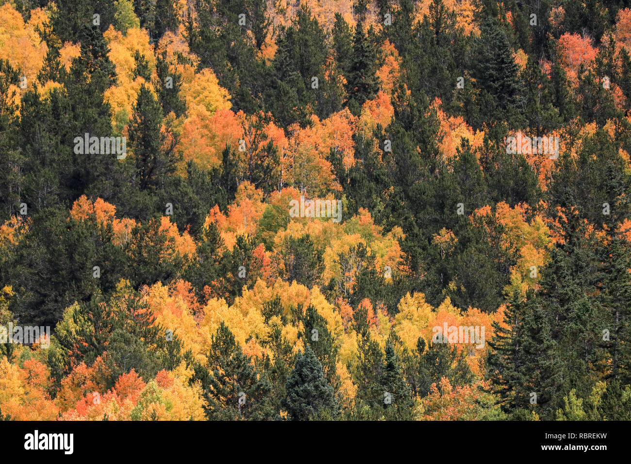 Forest of Colors Stock Photo - Alamy
