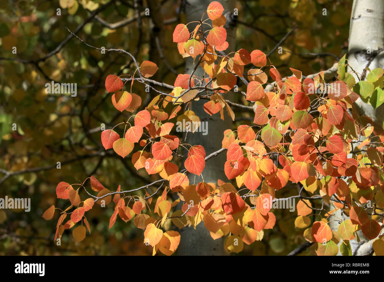 Red aspen leaves Stock Photo - Alamy