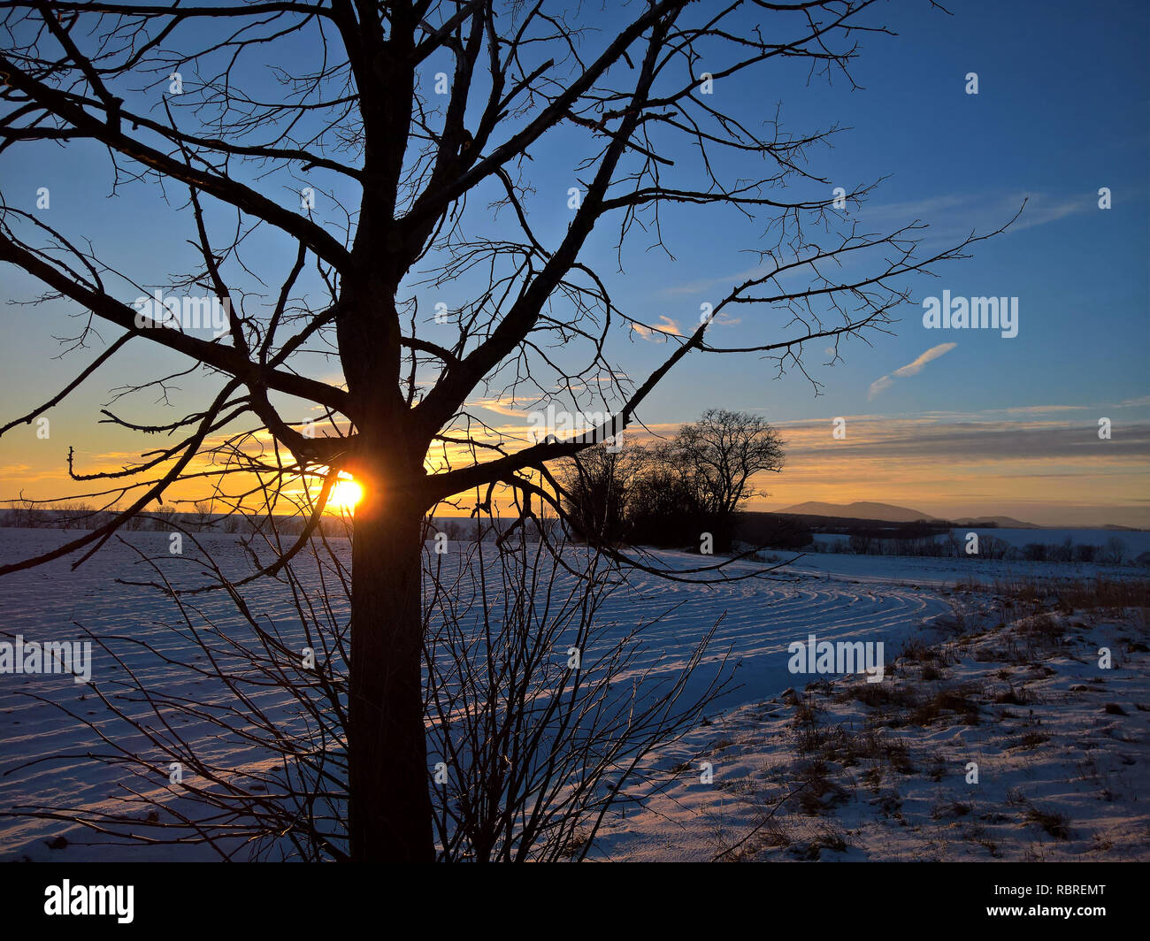 Leafless tree at the sunset in the winter Stock Photo - Alamy