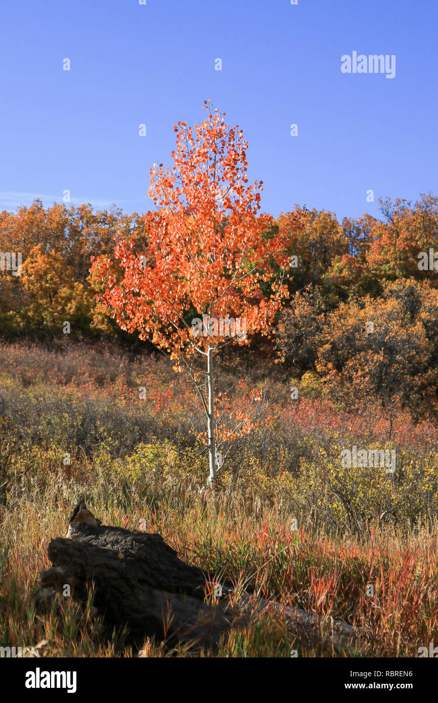Single aspen tree Stock Photo - Alamy