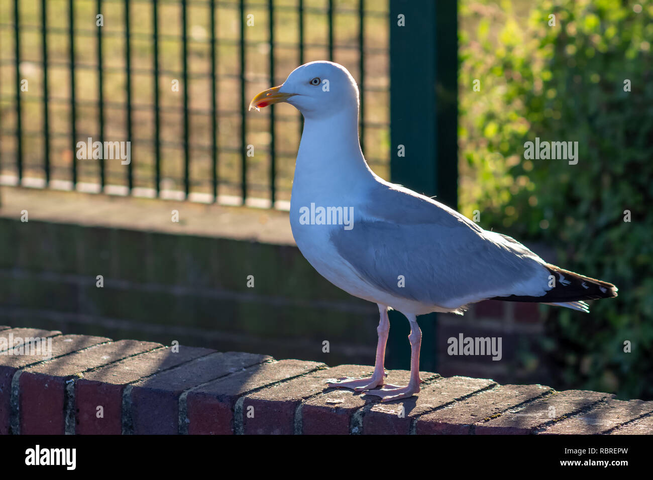 Beautiful bright colorful seagull on sunny hot summer day Stock Photo ...