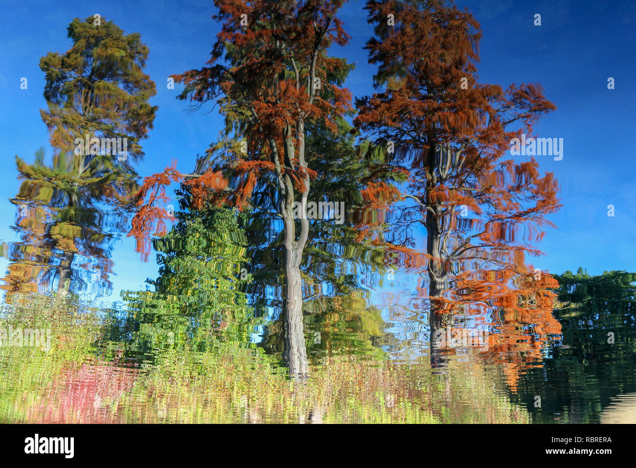 Rippled autumn tree reflection on water hi-res stock photography and ...
