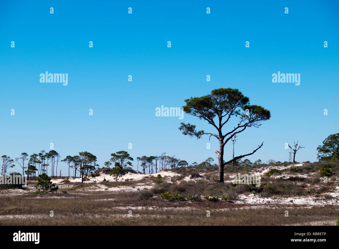 Pine trees near the end of the Fort Morgan Peninsula at the bottom of ...