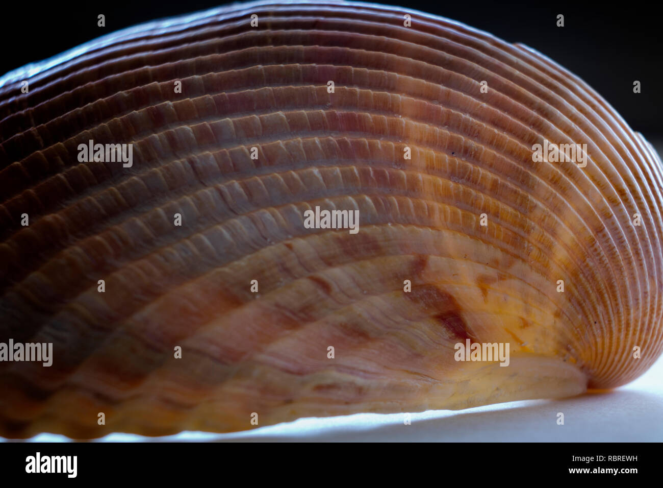 close up of seashell showing patterns and colors Stock Photo - Alamy