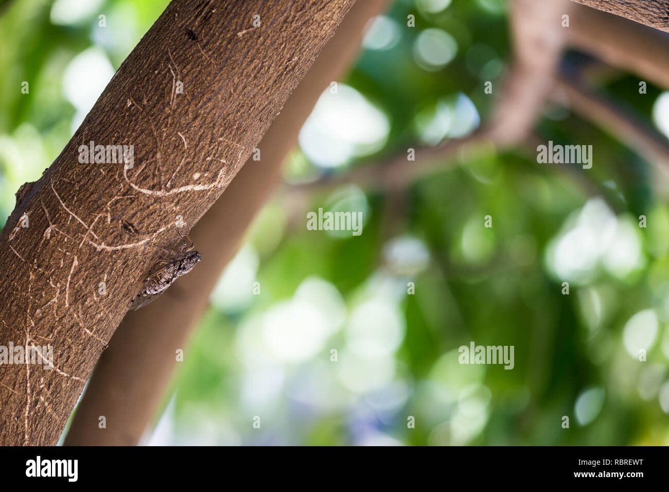 Cicada Bug , Cicada insect on wood on tree with green background Stock ...