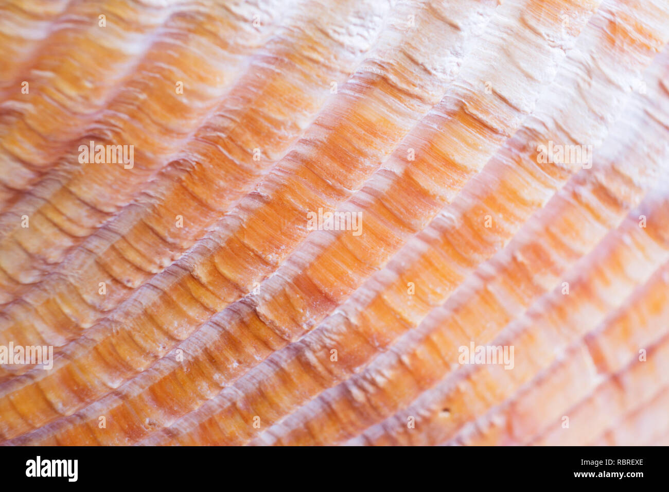 Seashell craft hi-res stock photography and images - Alamy