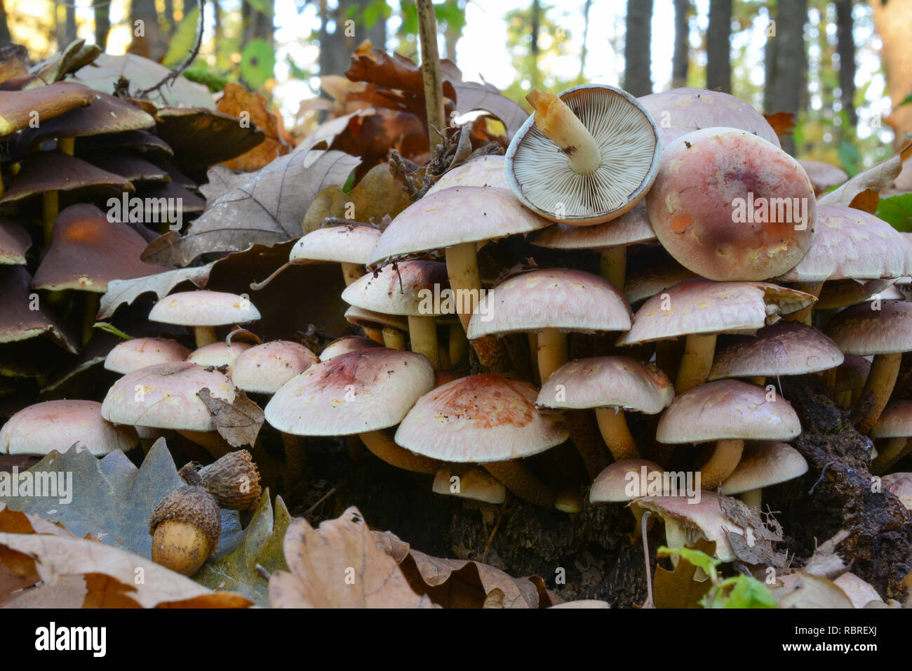 Hypholoma lateritium, or Brick tuft, Brick cap, Brick top mushroom; in ...