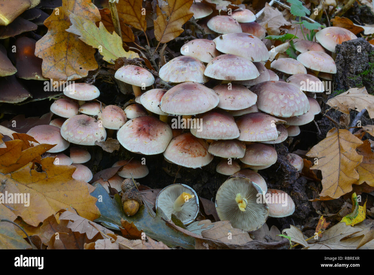 Hypholoma lateritium, Hypholoma sublateritium or Brick tuft, Brick cap ...