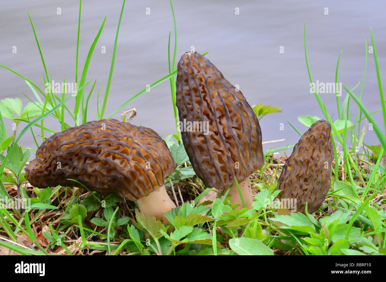 Three young spring Morel mushrooms in natural habitat, on the bank of ...