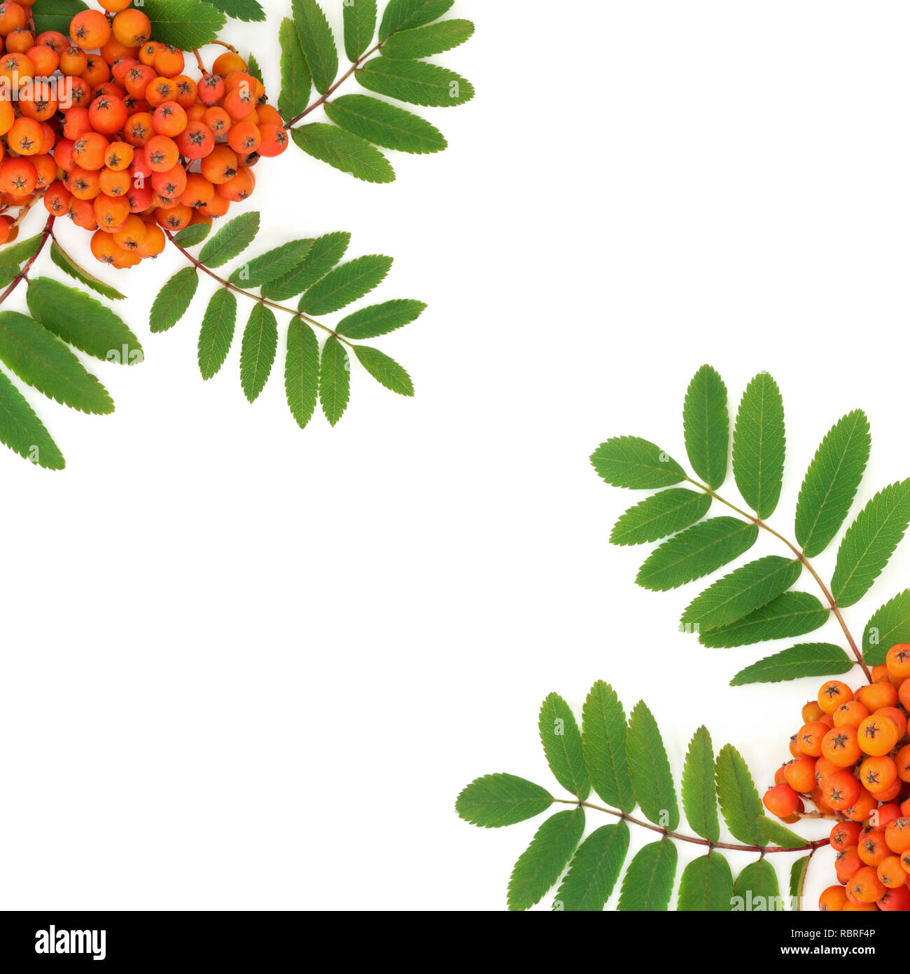 Rowan ash berry background border on white background also known as ...