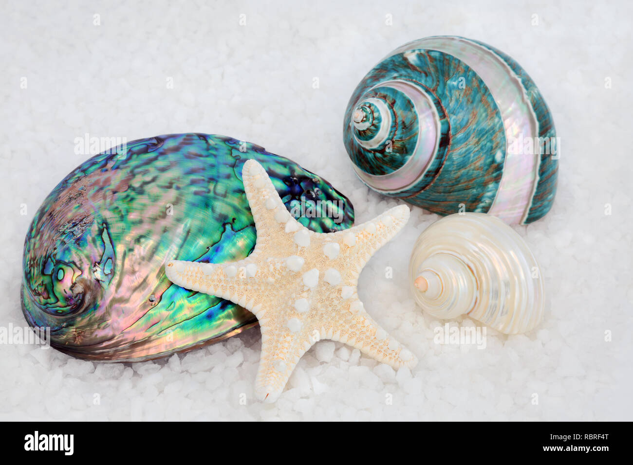 Marine life seashell pearl hi-res stock photography and images - Alamy