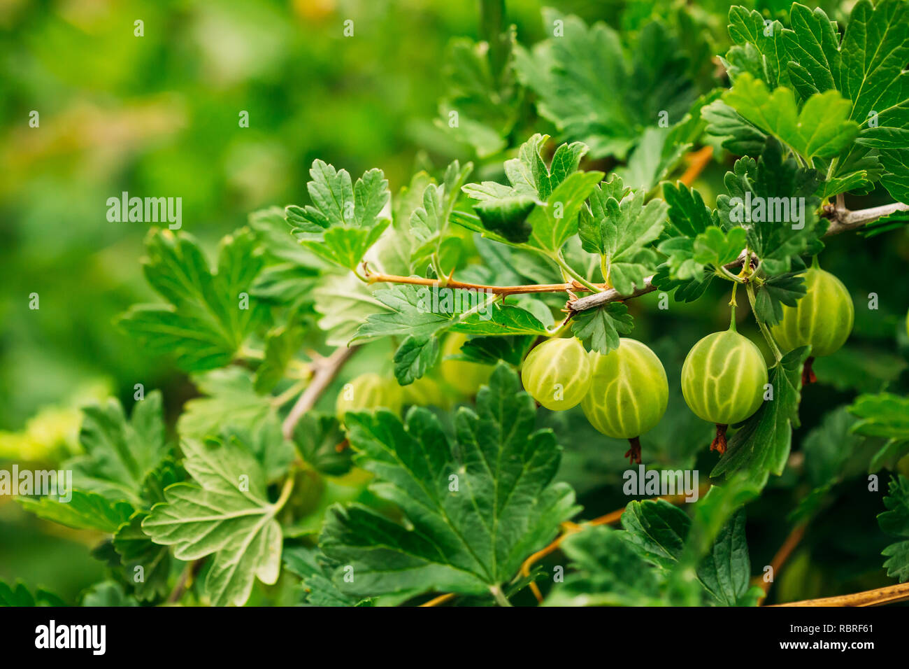 Fresh Green Gooseberries. Growing Organic Berries Closeup On A Branch ...