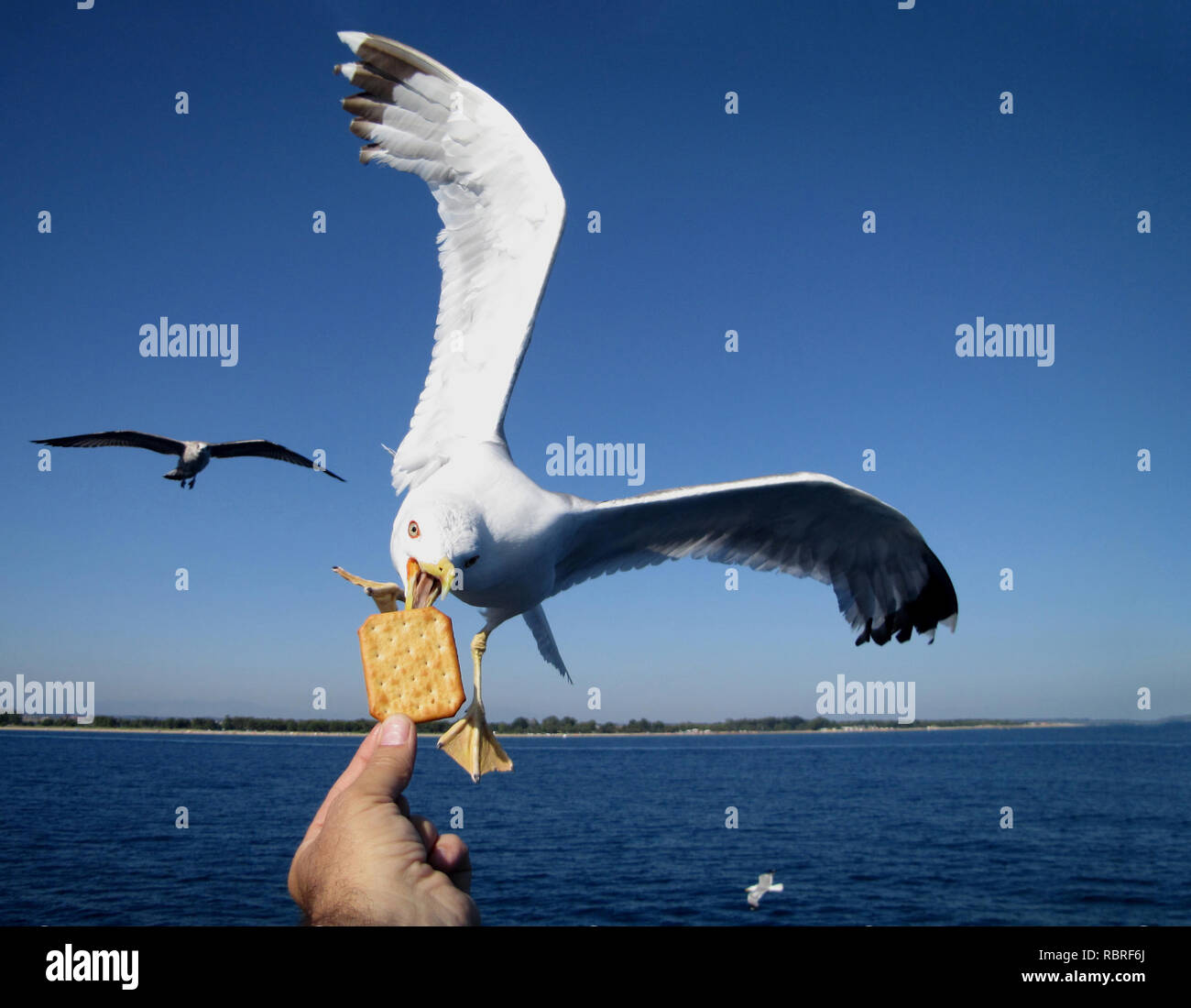 Very friendly seagull takes cooky from man's hand Stock Photo - Alamy