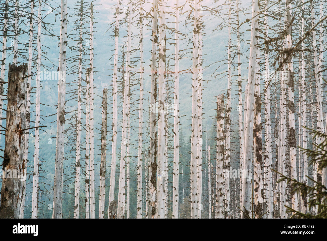 Old Dry Wood Trees Pines Background Stock Photo - Alamy