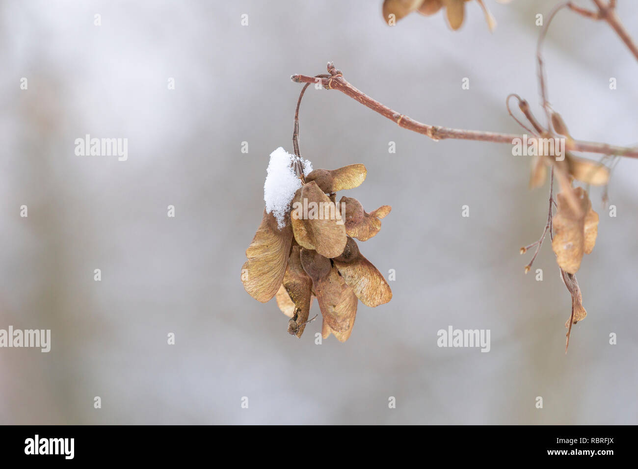 Maple seeds helicopter hi-res stock photography and images - Alamy