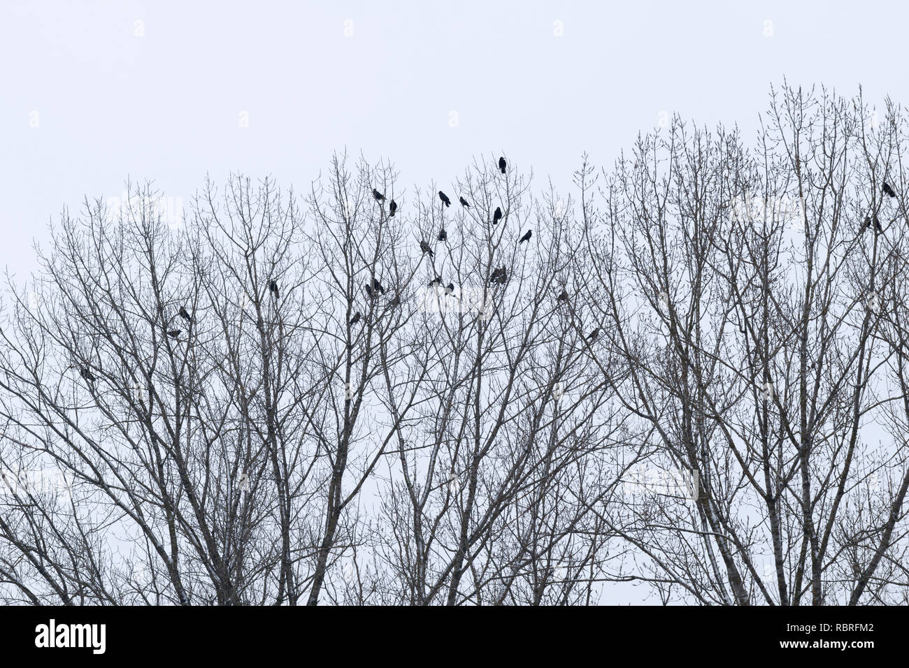 View of many black Ravens on bare Branches of a Tree Stock Photo - Alamy