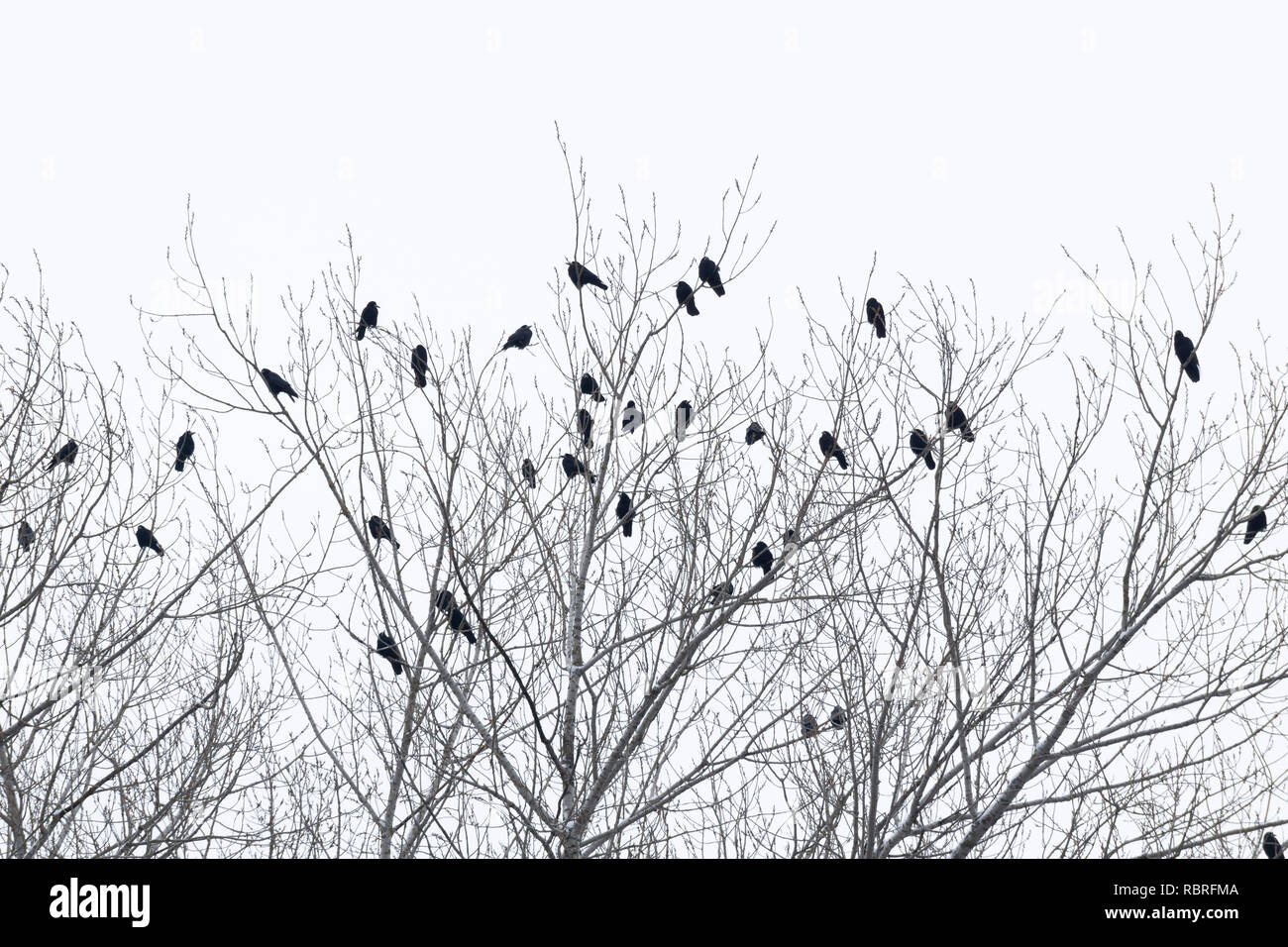 View of many black Ravens on bare Branches of a Tree Stock Photo - Alamy
