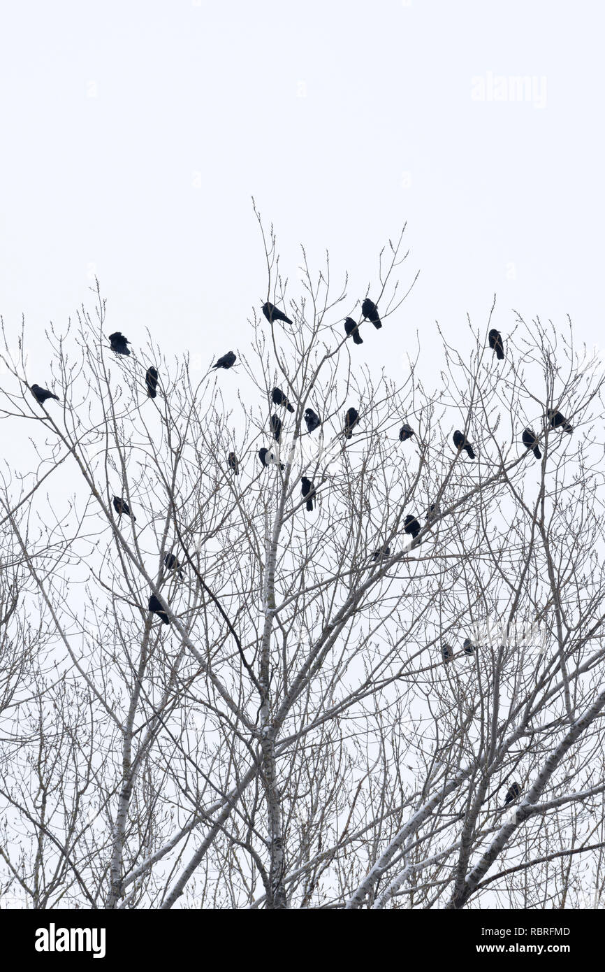 View of many black Ravens on bare Branches of a Tree Stock Photo - Alamy