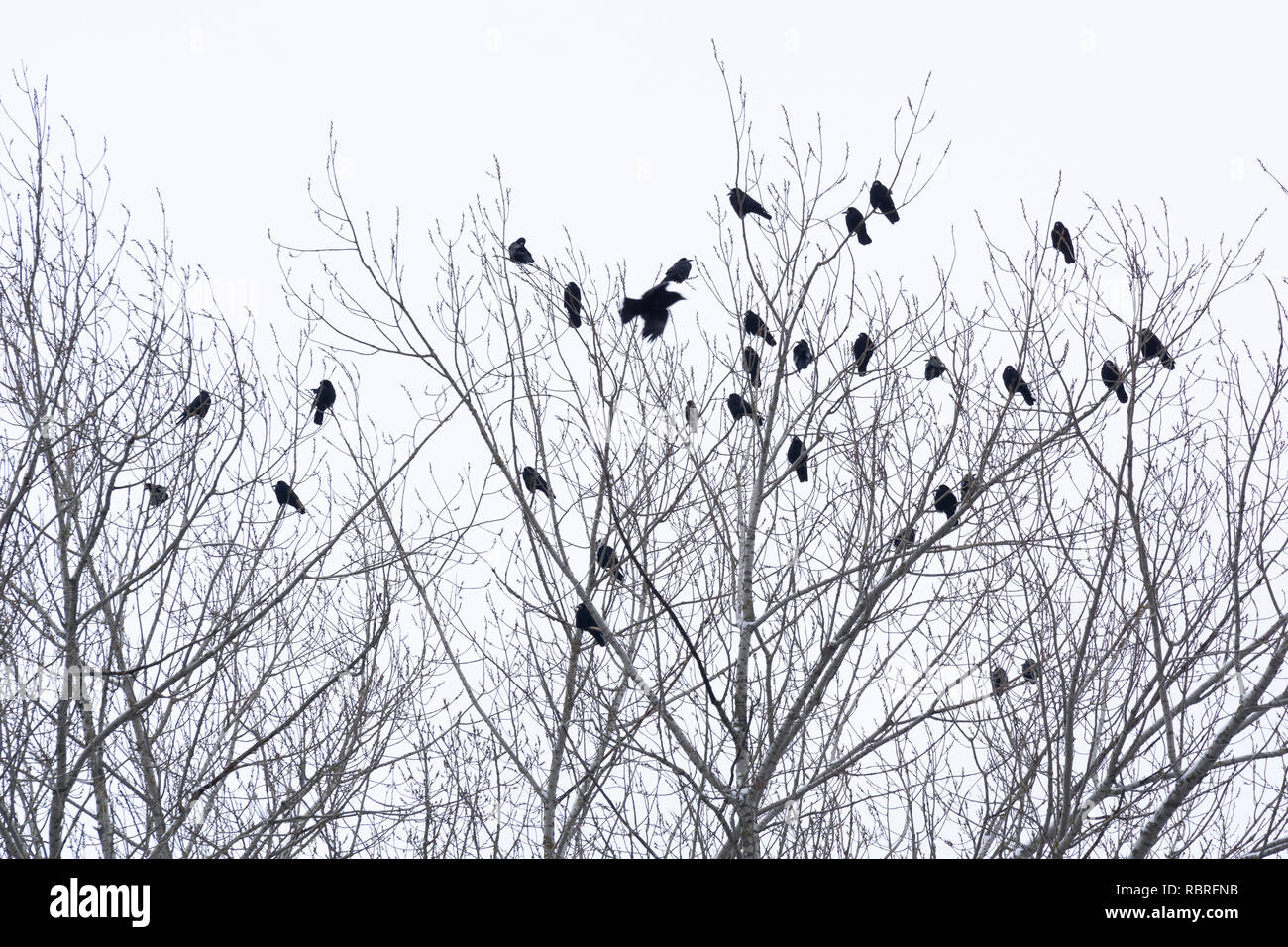 View of many black Ravens on bare Branches of a Tree Stock Photo - Alamy