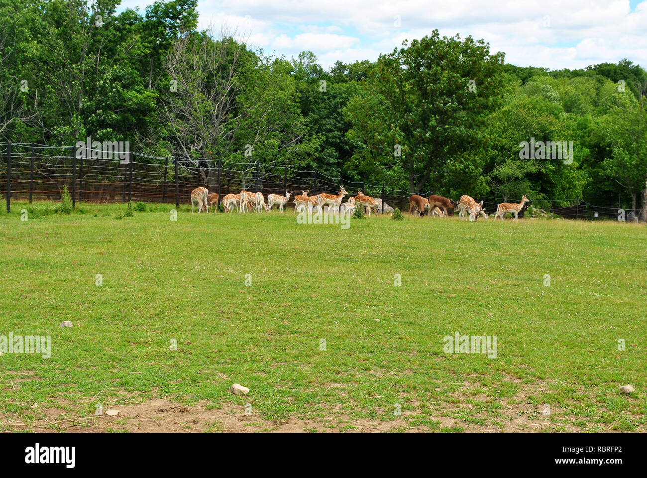 A Herd of Silka Deer at a Rescue Zoo Stock Photo - Alamy