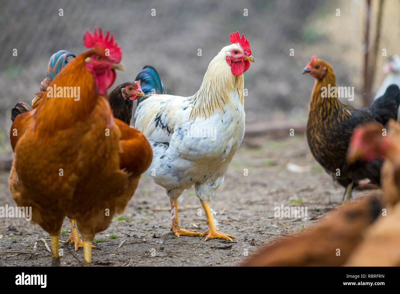 Big red rooster hi-res stock photography and images - Alamy