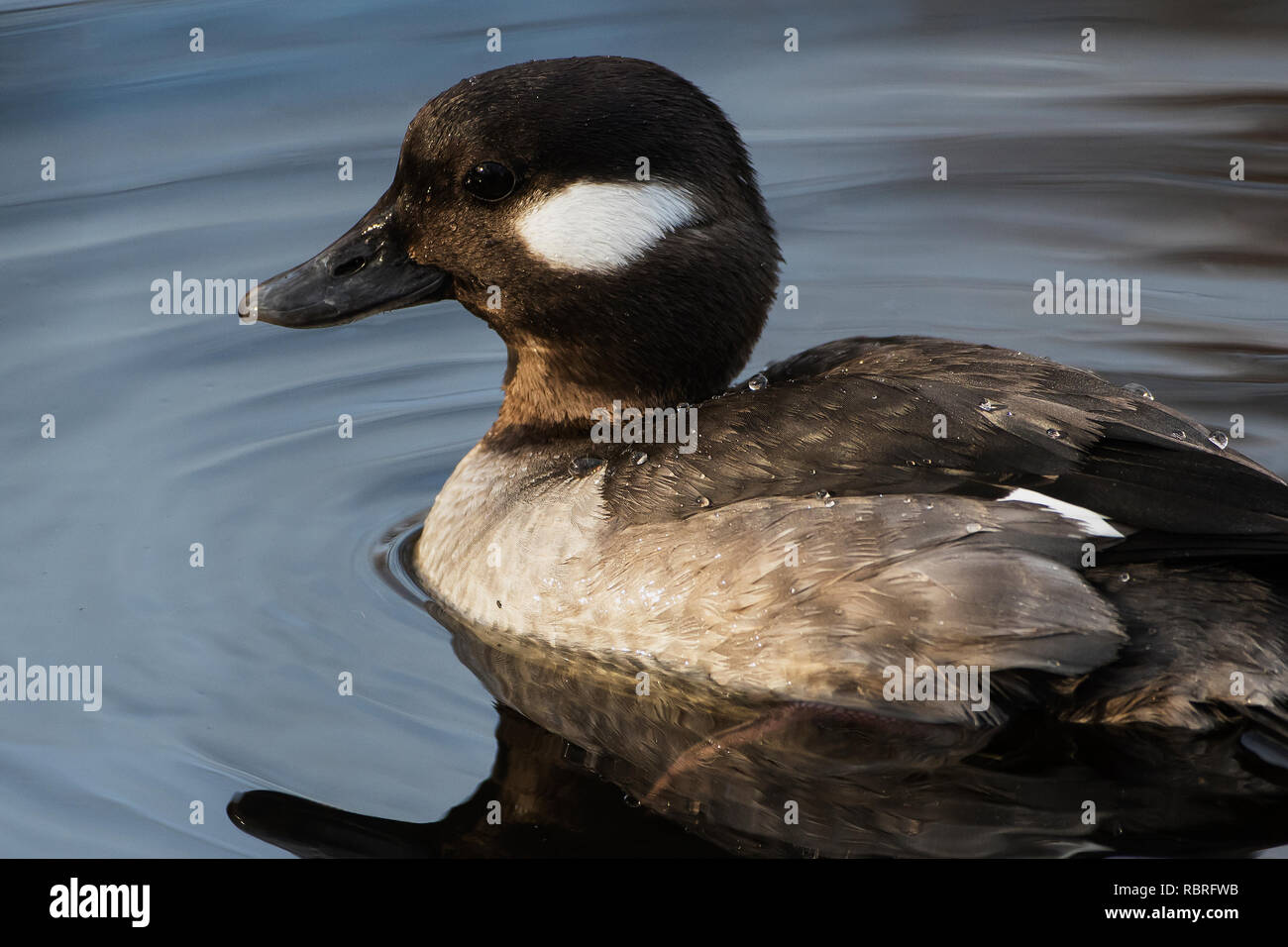Female bufflehead duck up close Stock Photo - Alamy