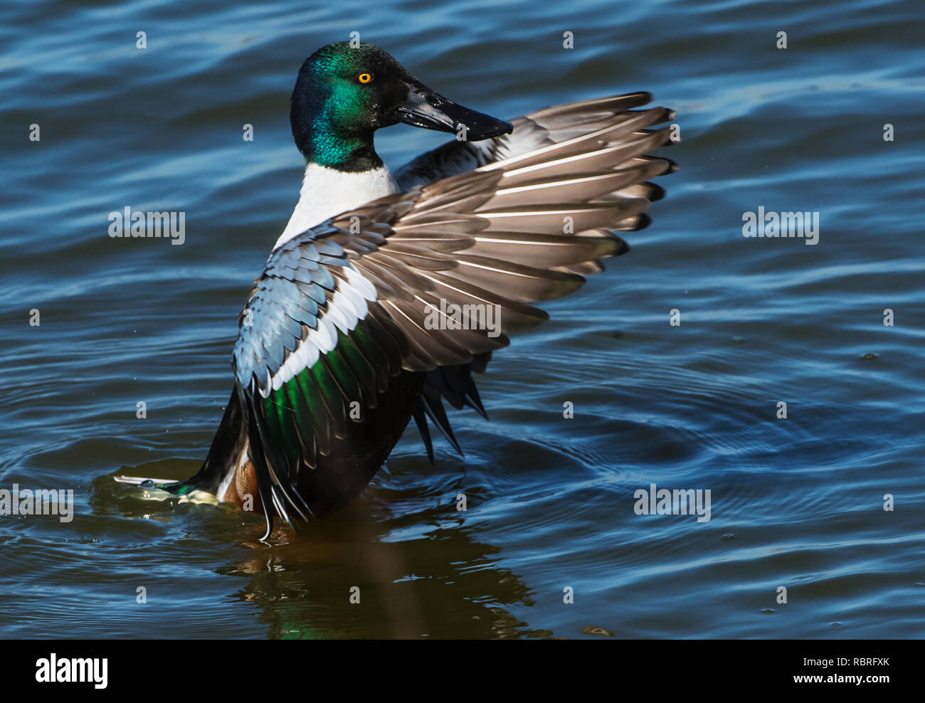 Drake Shoveler
