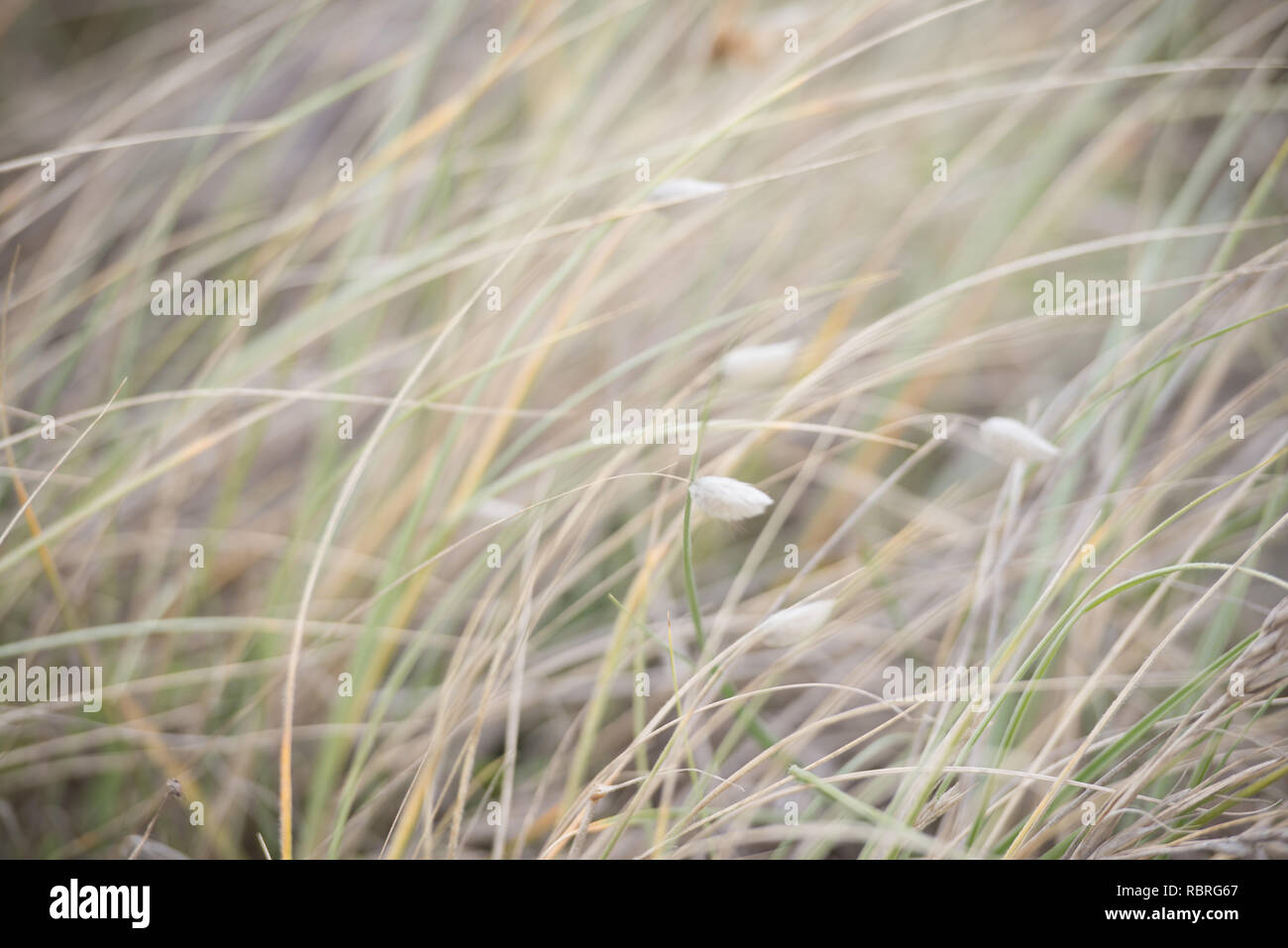 Soft grasses hi-res stock photography and images - Alamy