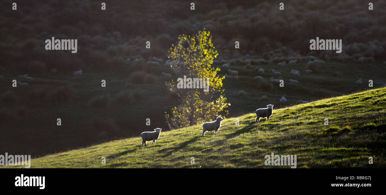 Sheep - Scenic Countryside Stock Photo - Alamy