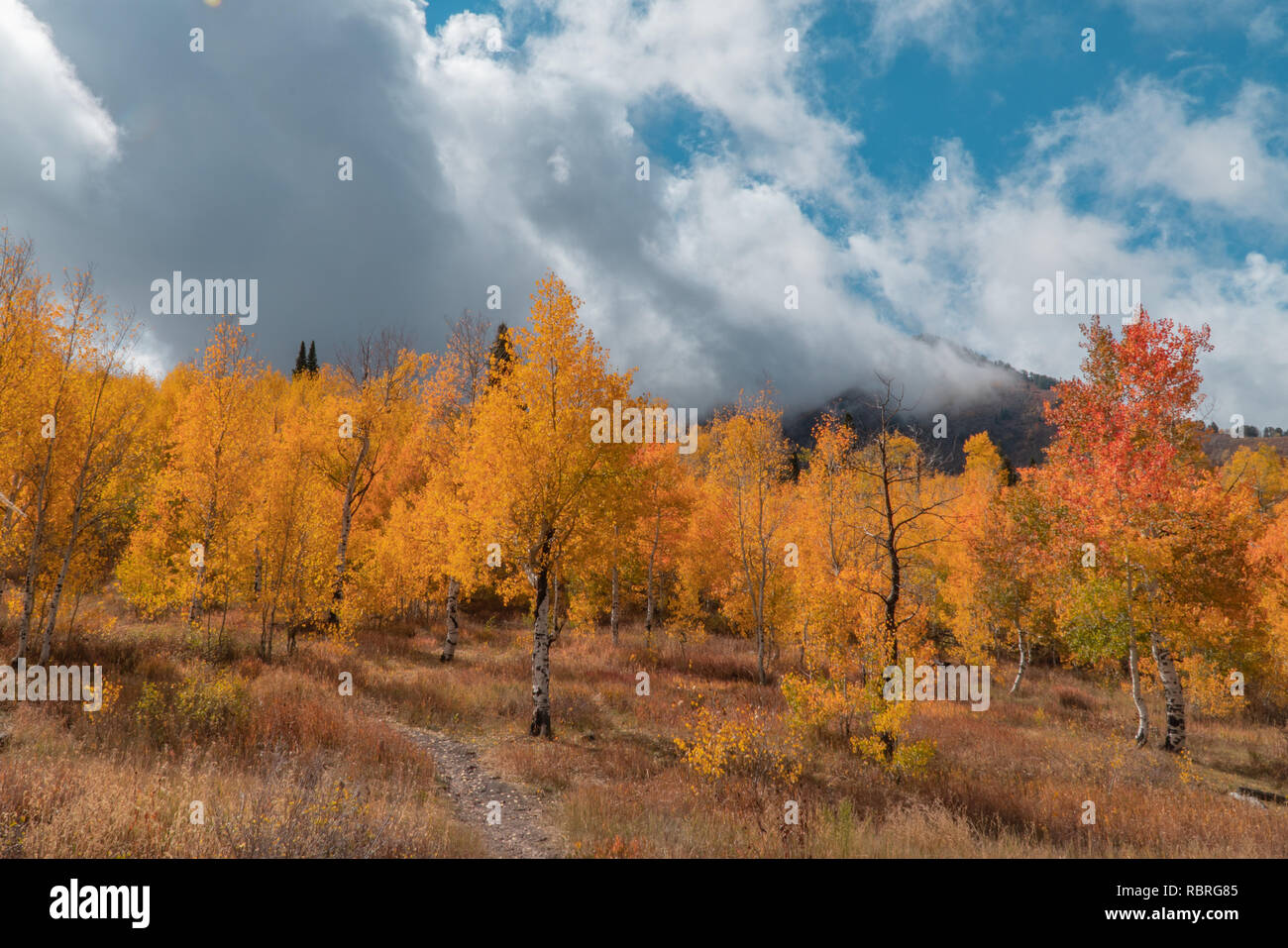 Fall in the Wasatch National Forest Stock Photo - Alamy