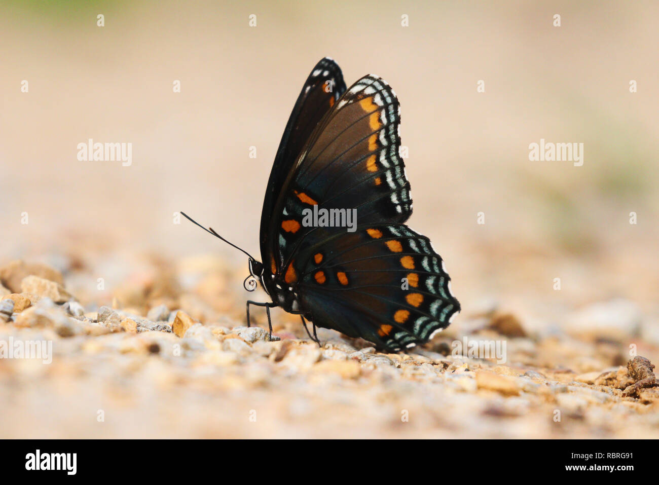 Butterfly on pebbles Stock Photo - Alamy