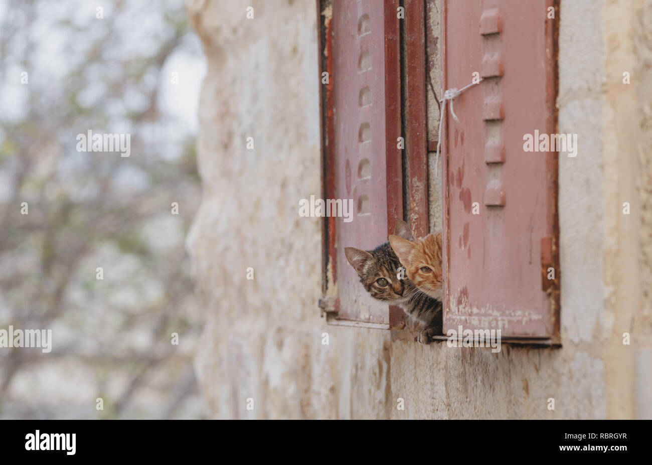 Two curious adorable kitten hiding behind window Stock Photo - Alamy