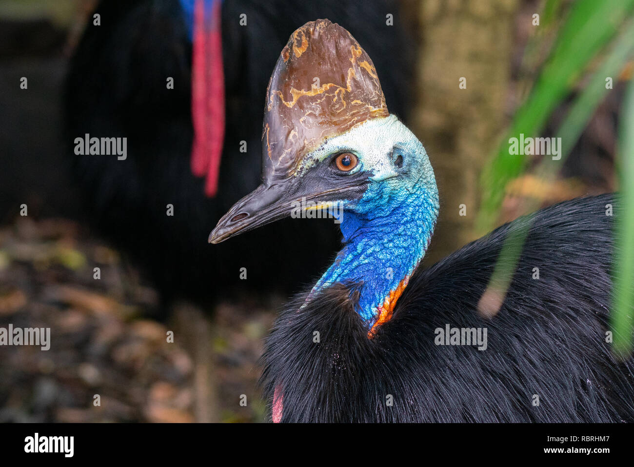 Southern cassowary casuarius hi-res stock photography and images - Alamy