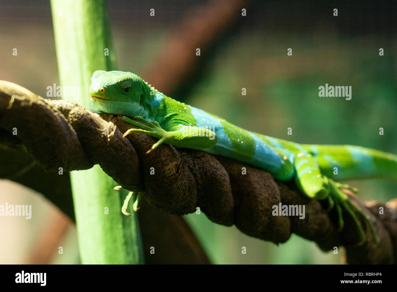 Fijian banded iguana or Brachylophus fasciatus from Fiji islands Stock ...