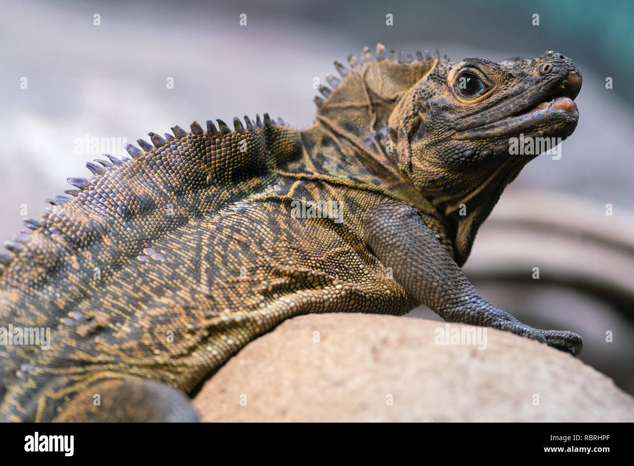 Crested lizard hi-res stock photography and images - Alamy