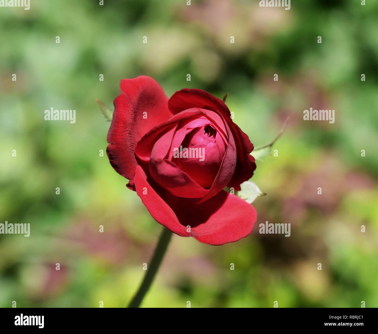 Rose walpaper hi-res stock photography and images - Alamy