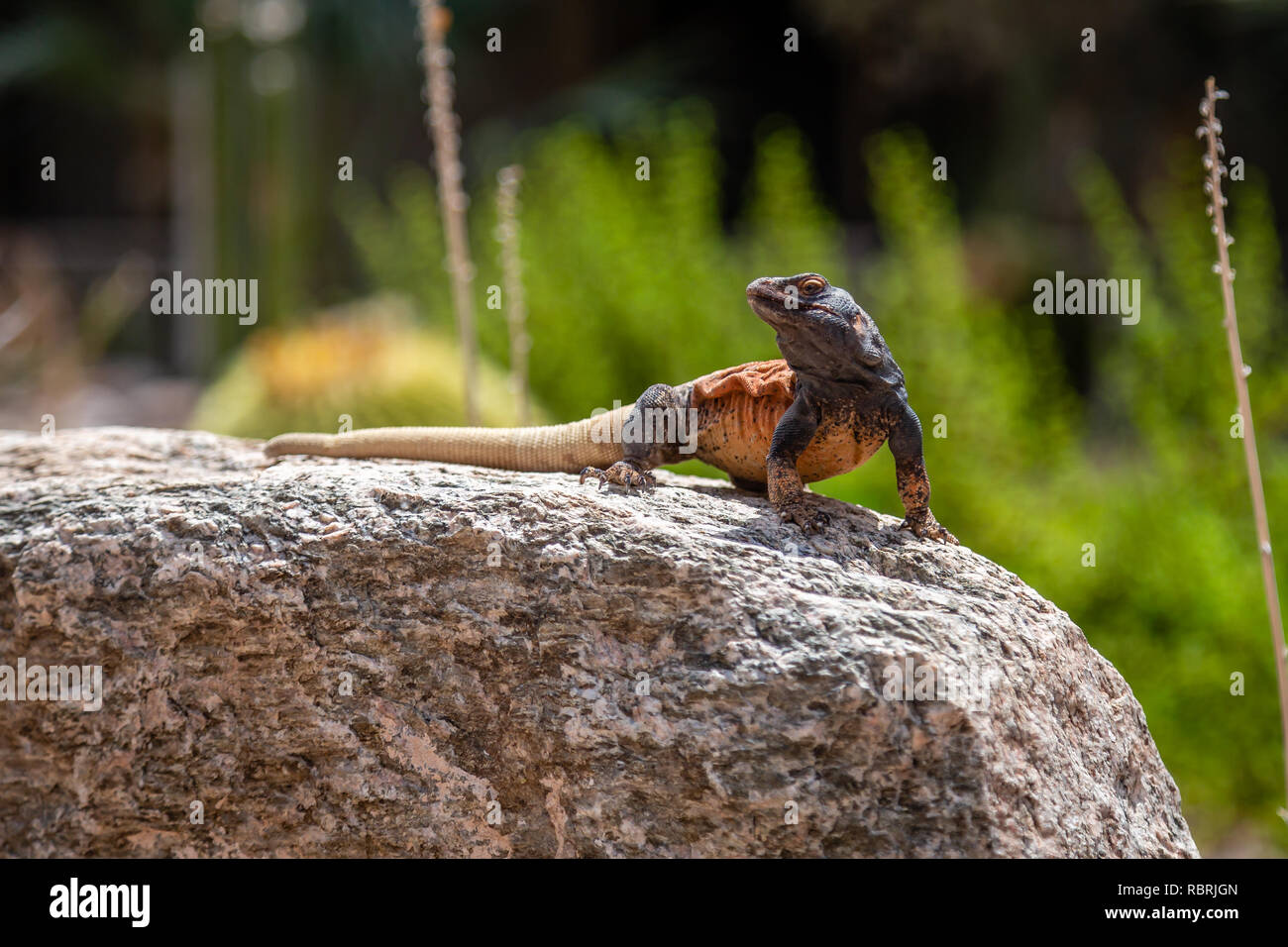 A Chuckwalla poses atop a boulder in the desert near Phoenix, Arizona ...