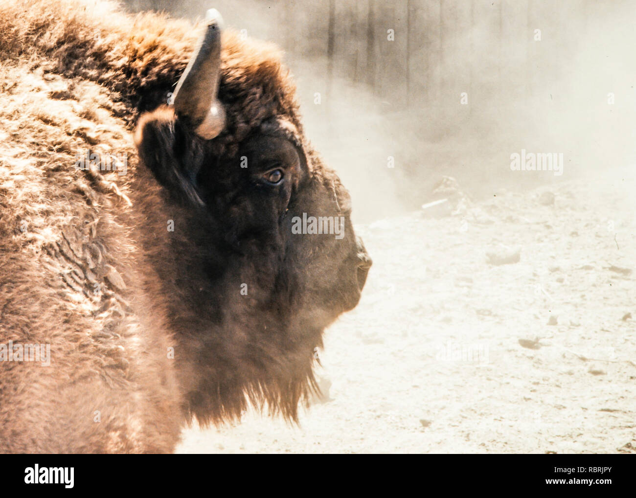 Bison head close-up. Dust in the background. American bison Stock Photo ...