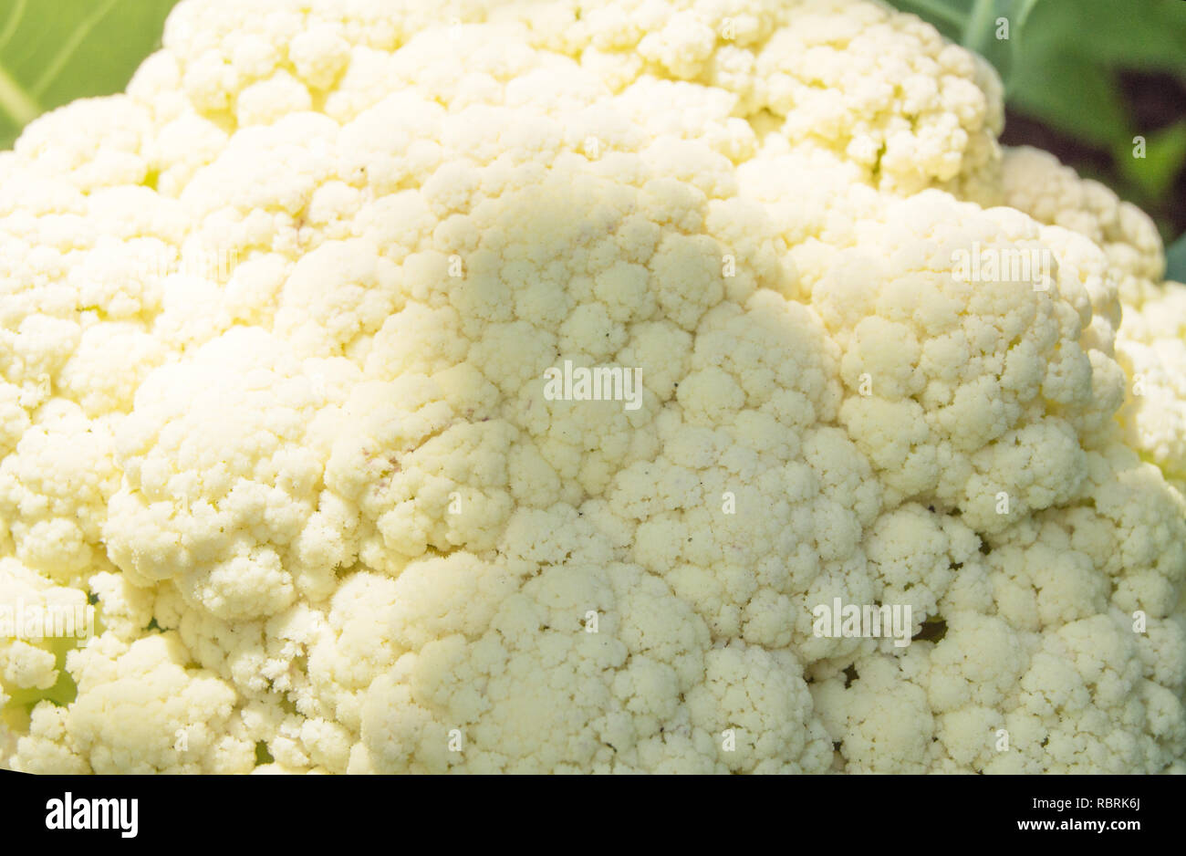 The texture of cauliflower, closeup, background sunlight shade Stock ...