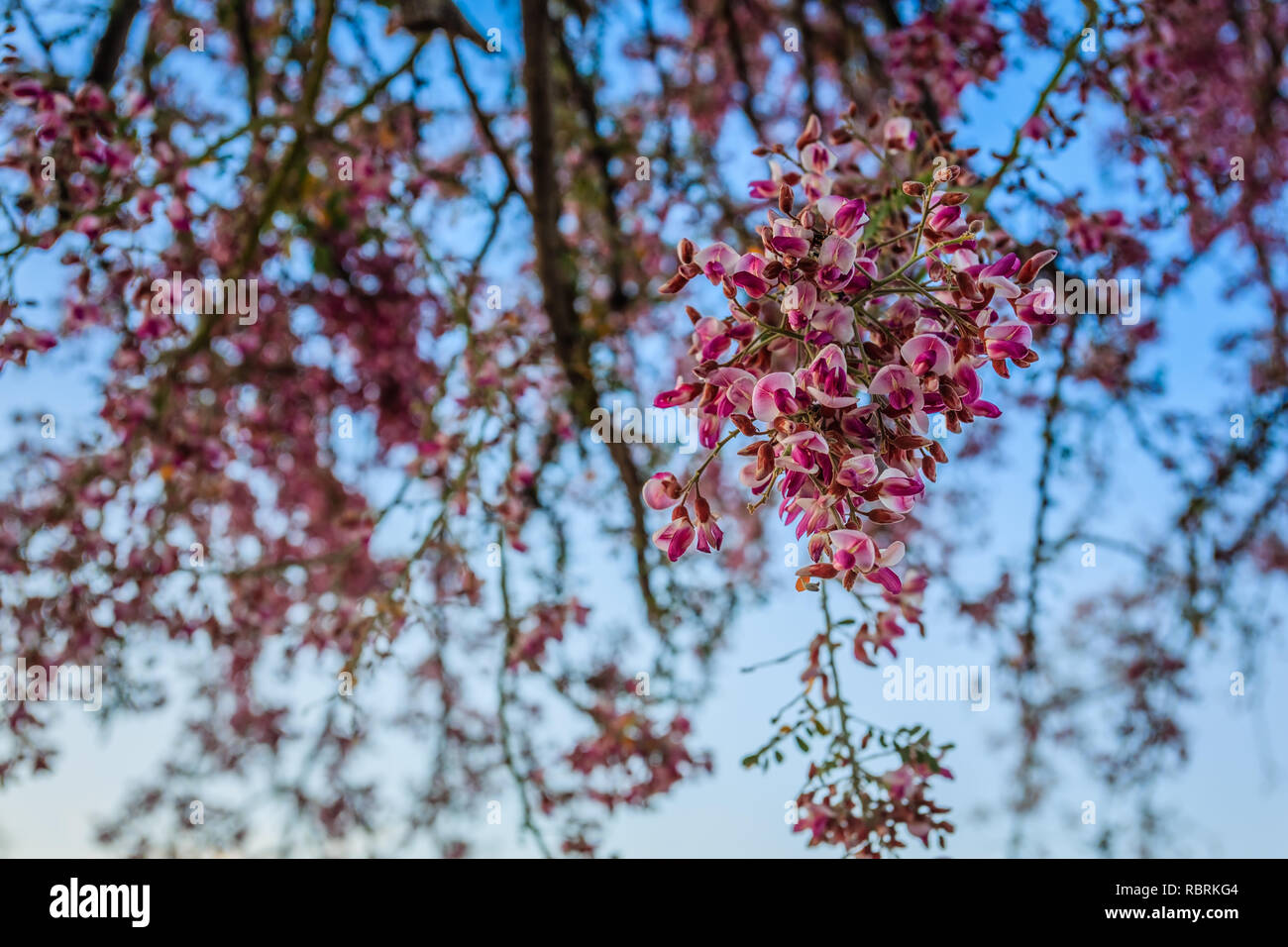 First rays of sunshine filter through the blossoms of an Ironwood tree ...
