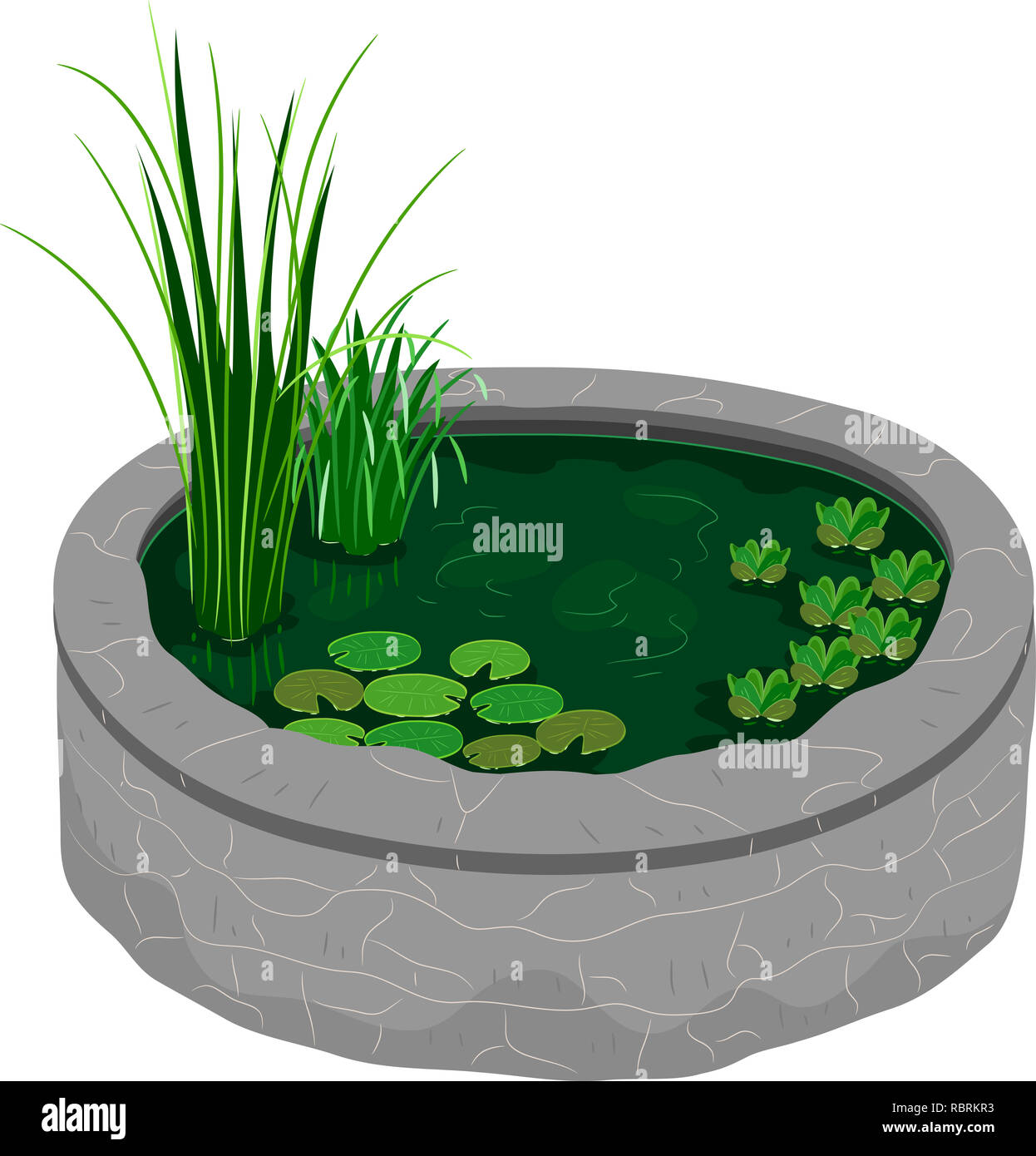 Pond Plants Clipart