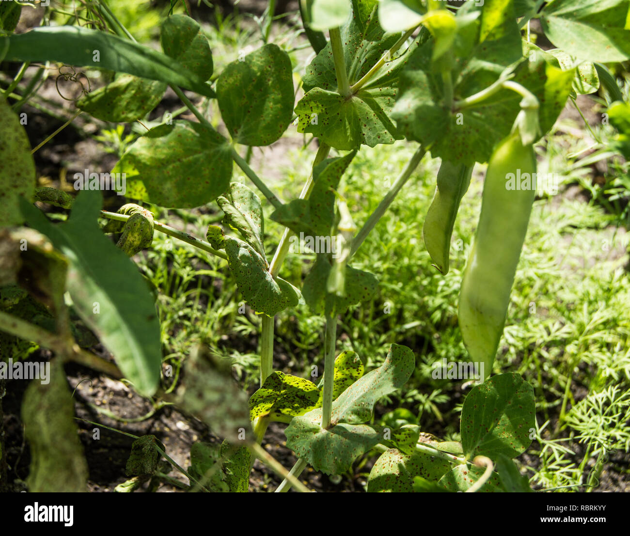 Green peas plant with young pods growing in the garden, sunlight ...