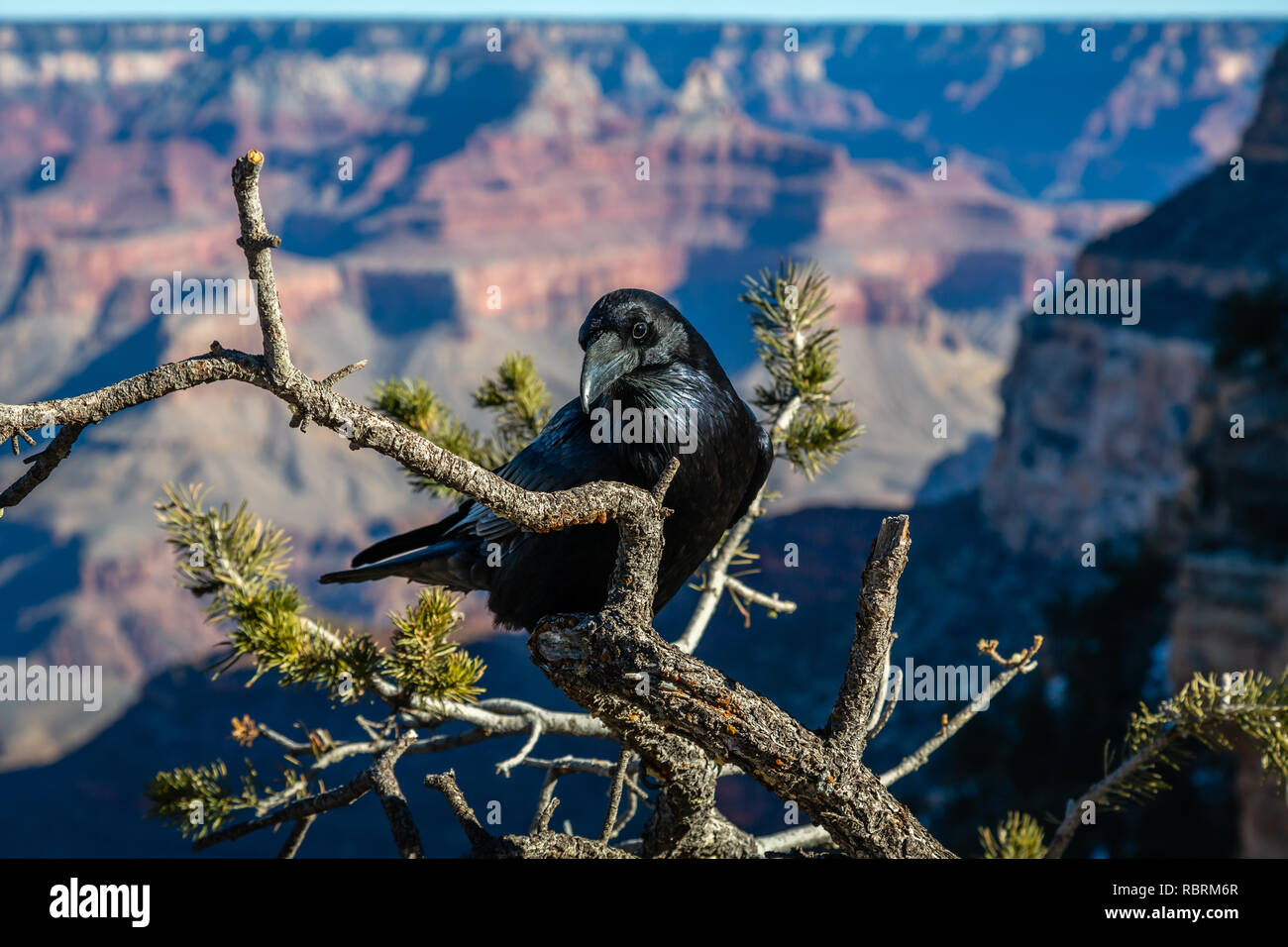 A portrait of a Common Raven with the Grand Canyon for a backdrop Stock ...