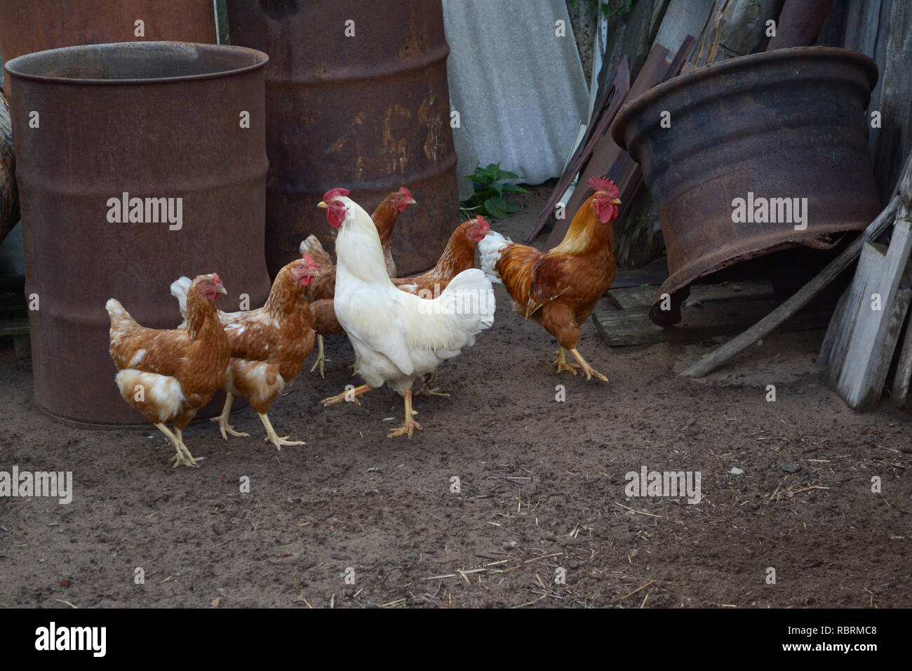 Chickens and rooster in country yard - agricultural farm, wide angle ...