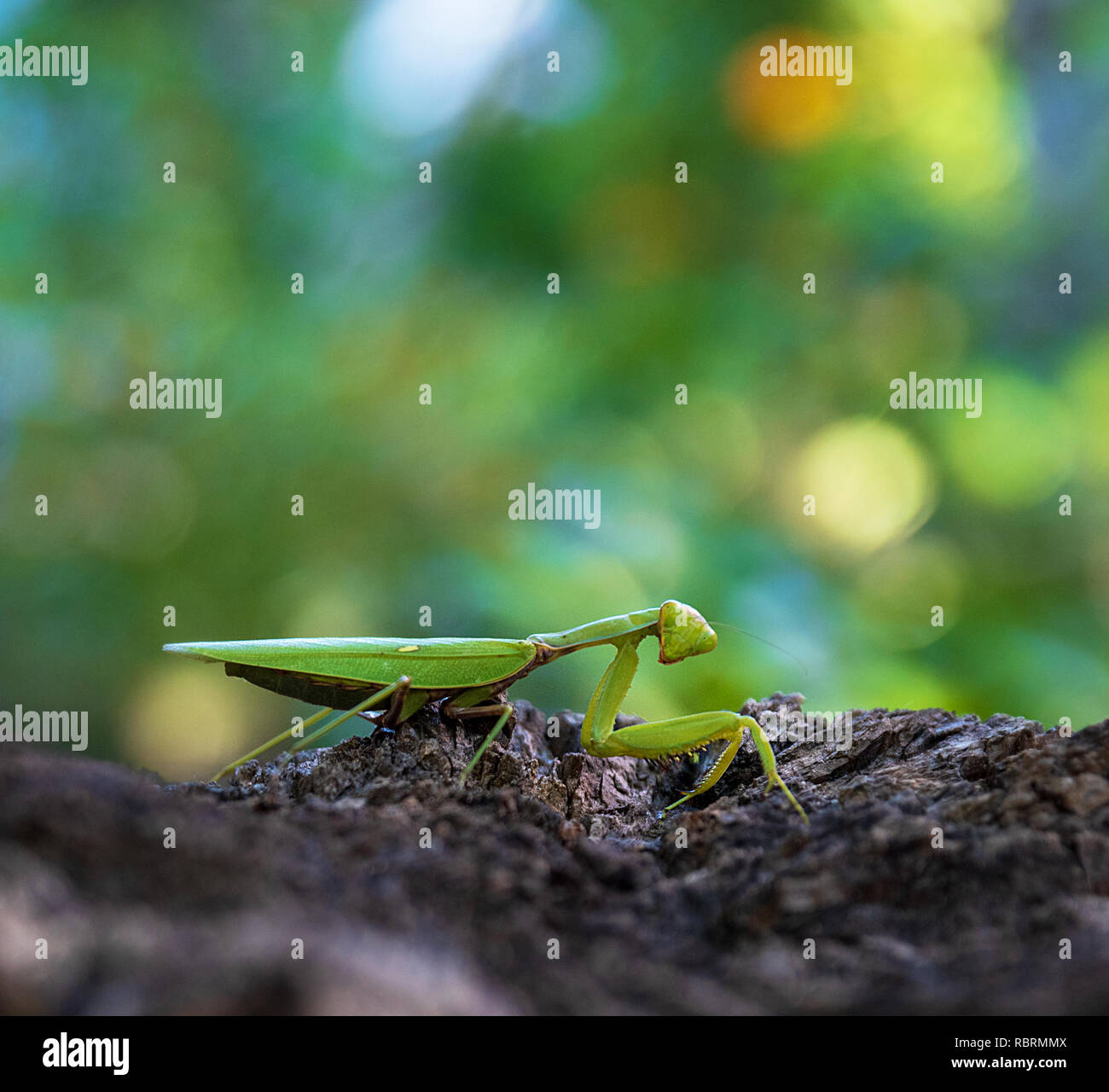 Praying mantis on tree trunk hi-res stock photography and images - Alamy