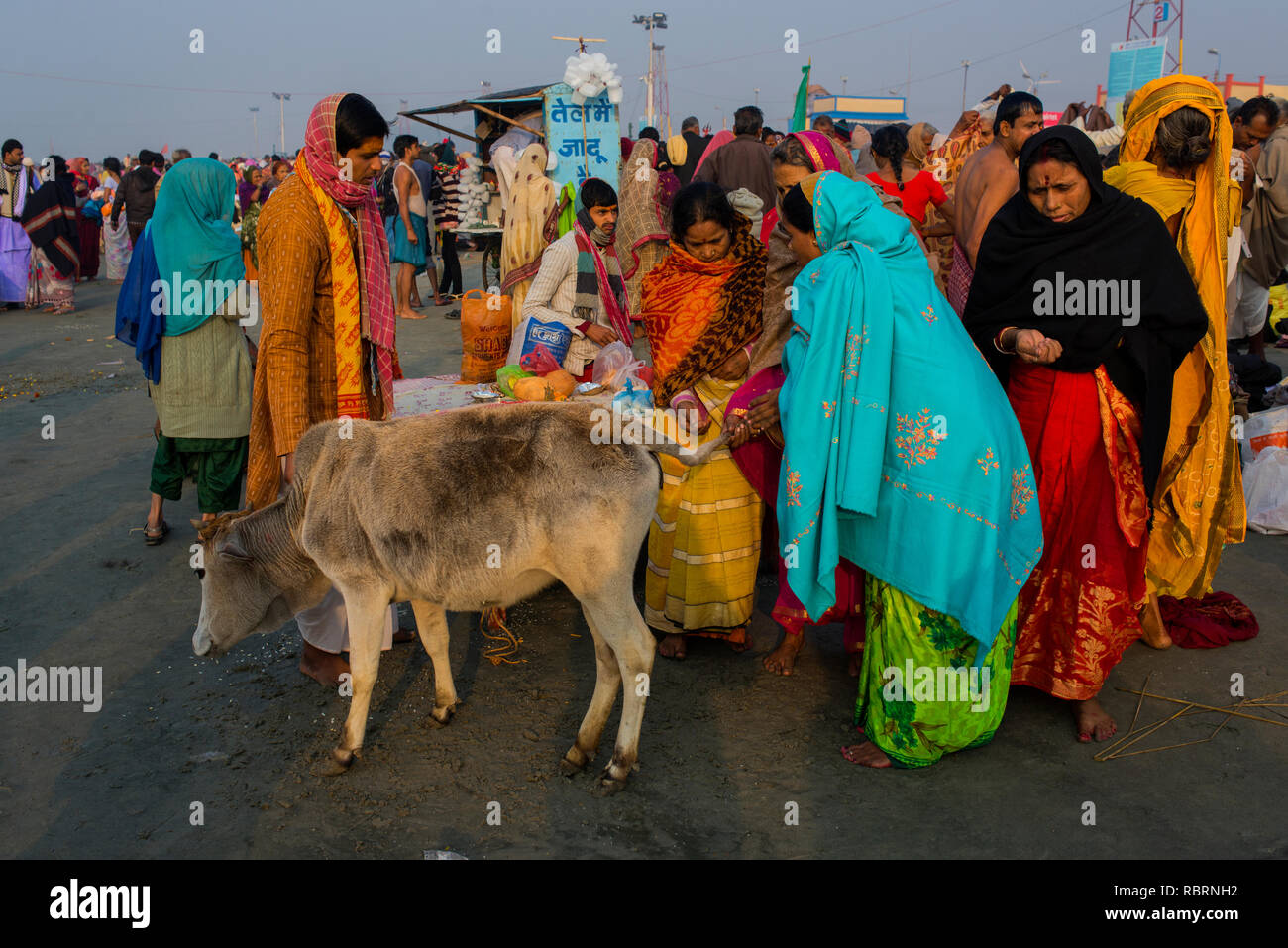 Hgoly cow hi-res stock photography and images - Alamy